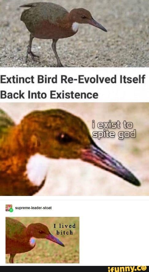 Extinct Bird Re-Evolved Itself Back Into Existence , - )