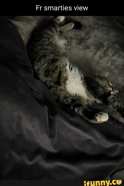 Smarties memes. Best Collection of funny Smarties pictures on iFunny