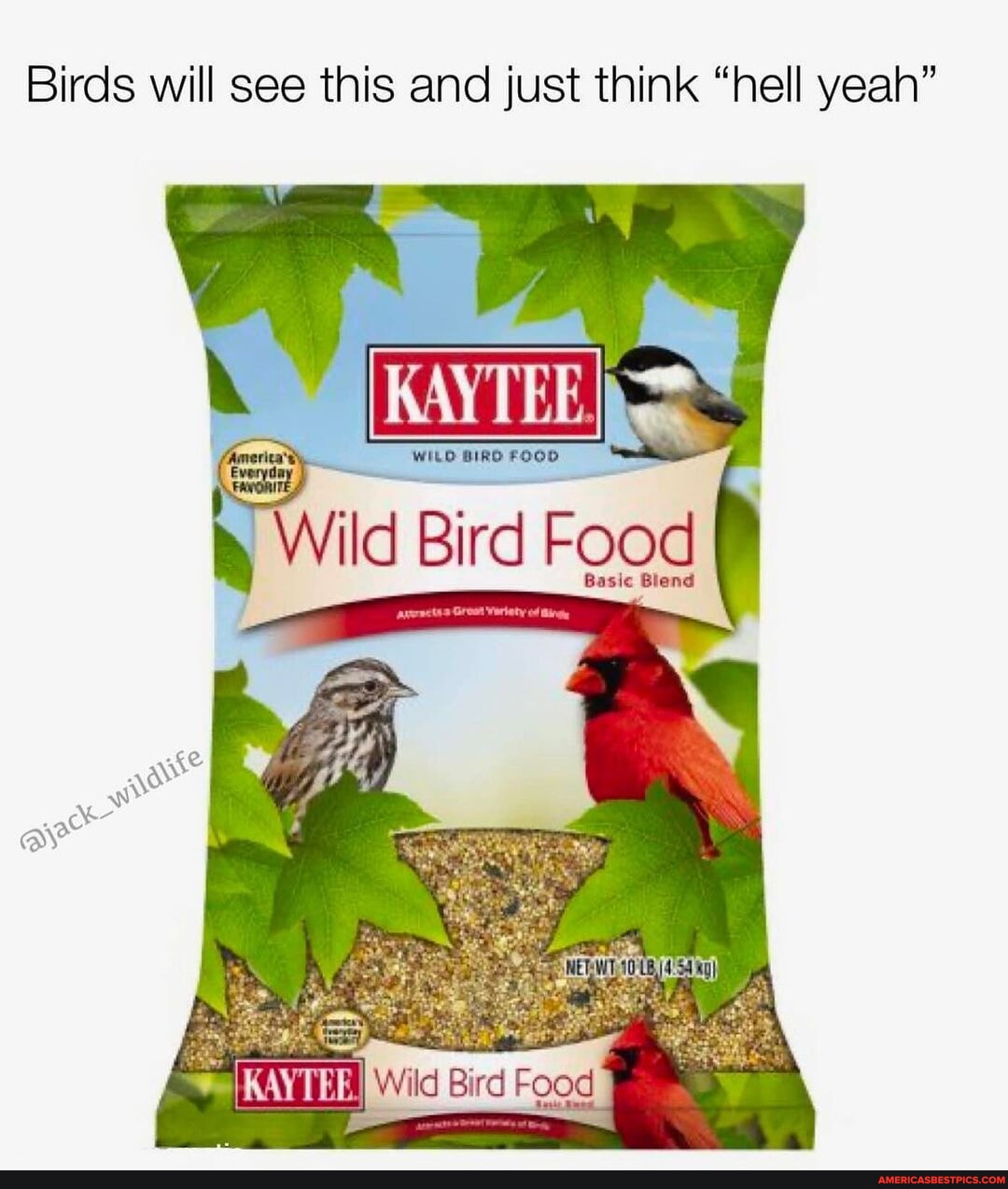 Hell yeah 🌰 Meme by @jack_wildlife - Birds will see this and just think ...