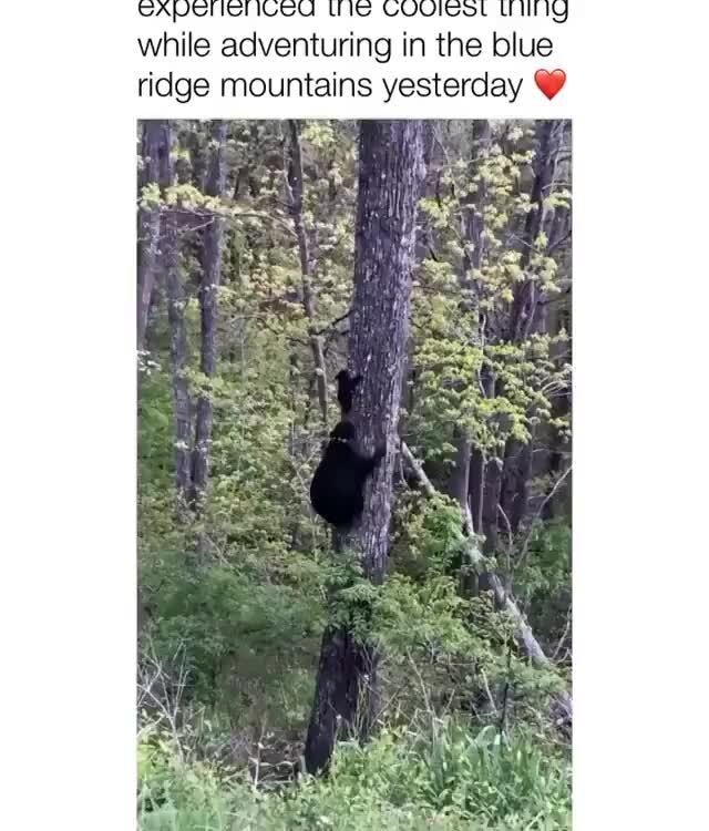 While adventuring in the blue ridge mountains yesterday Y - iFunny :)