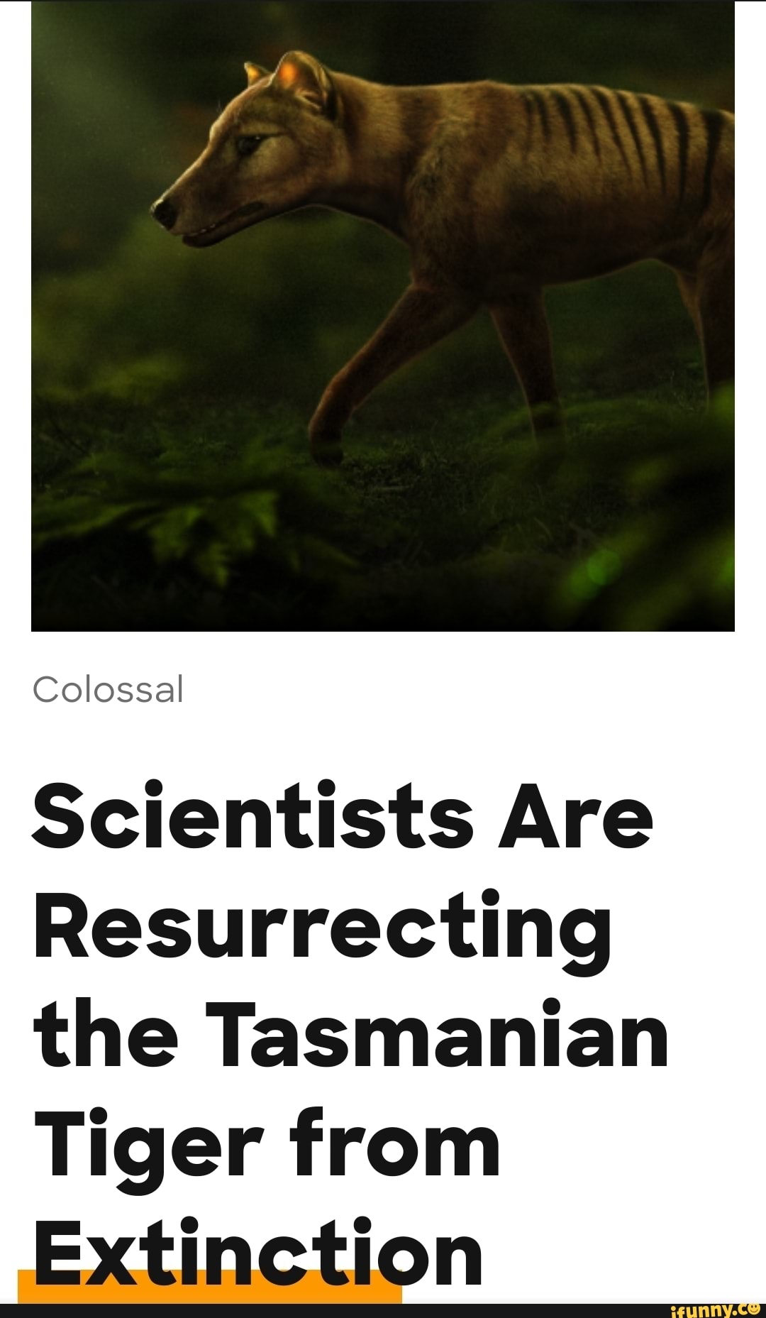 Colossal Scientists Are Resurrecting the Tasmanian Tiger from ...