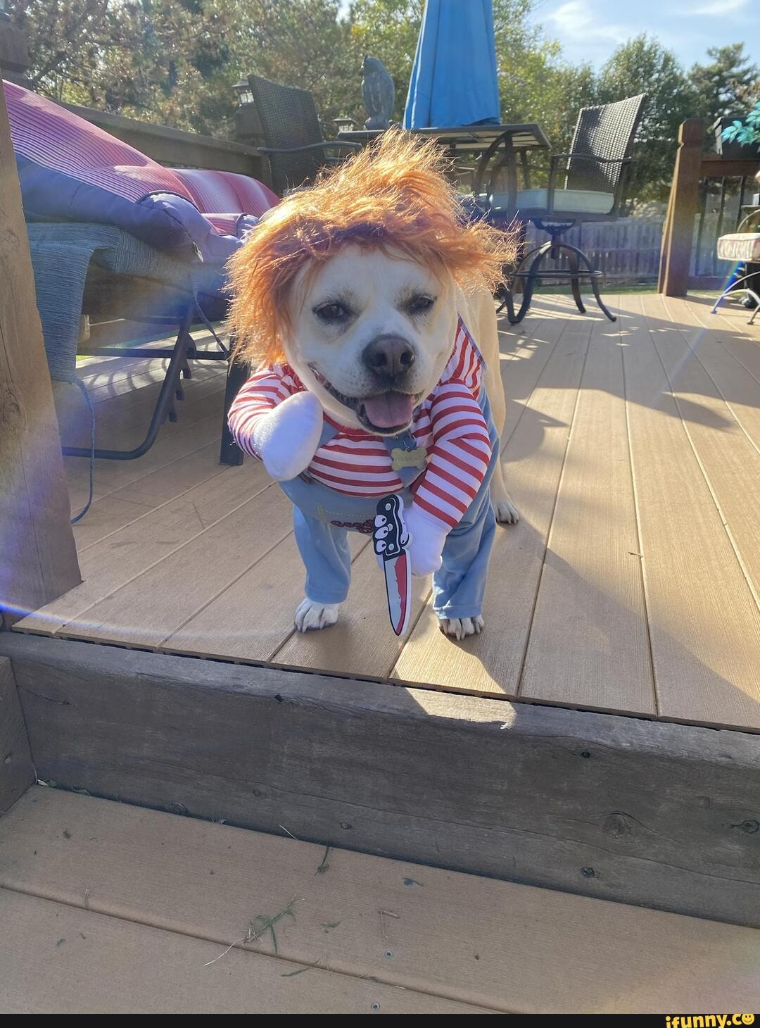 Dress_up_your_pet memes. Best Collection of funny Dress_up_your_pet ...