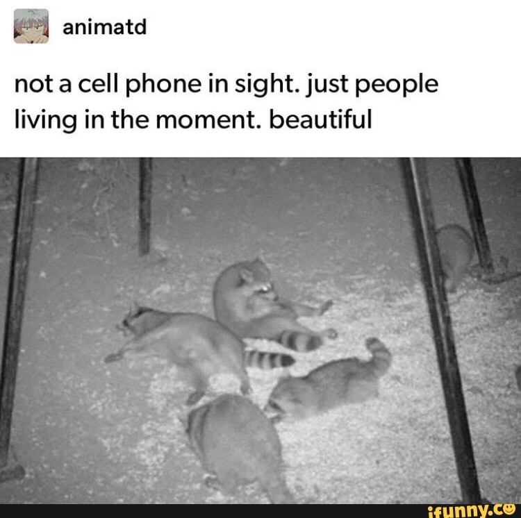 Notacellphoneinsite memes. Best Collection of funny Notacellphoneinsite ...