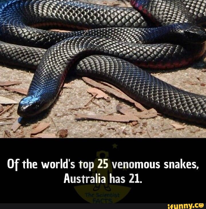Snakes memes. Best Collection of funny Snakes pictures on iFunny