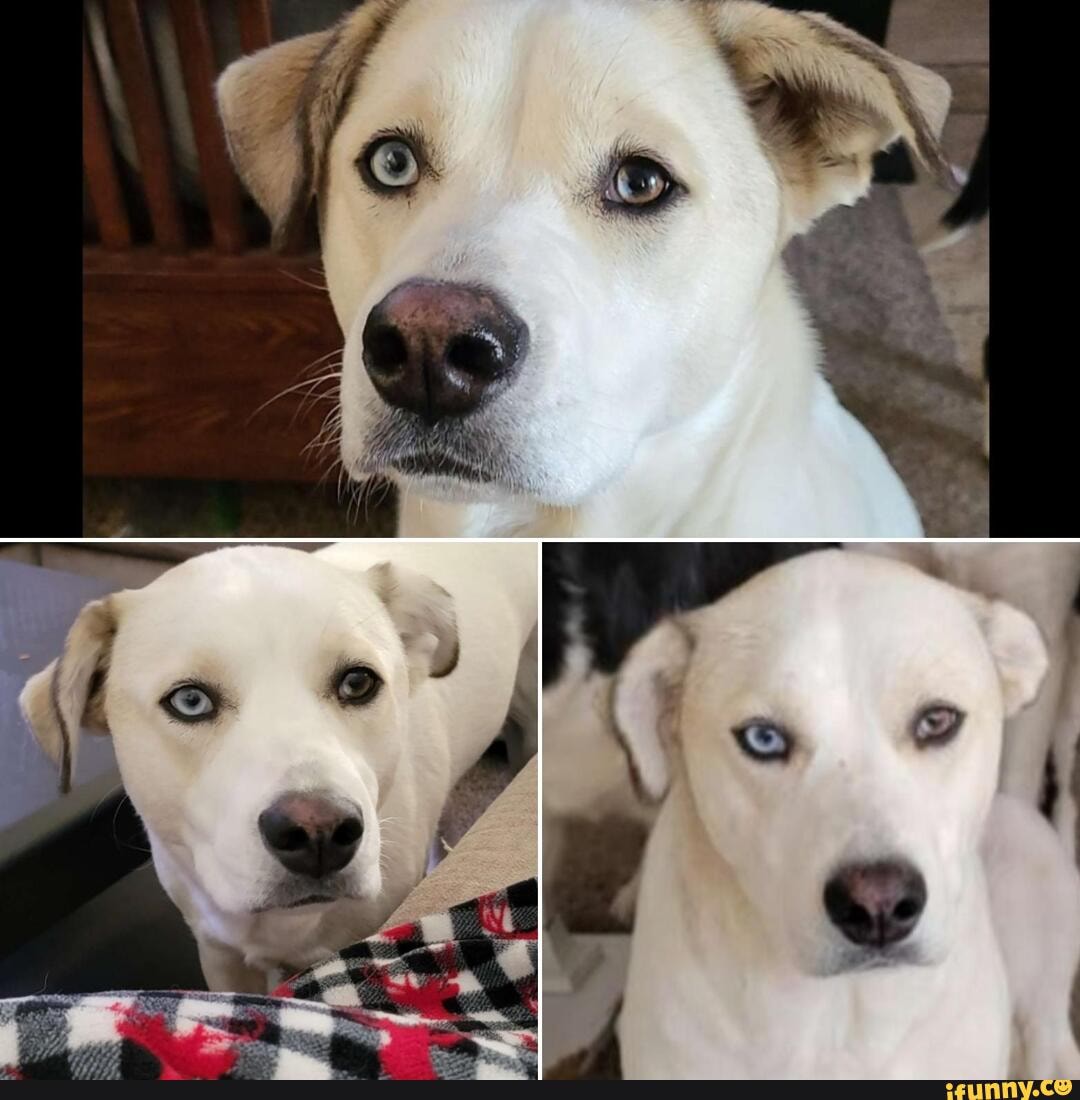 Medli memes. Best Collection of funny Medli pictures on iFunny