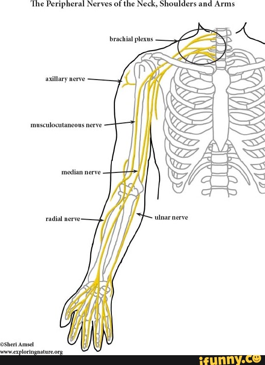 Musculocutaneous memes. Best Collection of funny Musculocutaneous ...