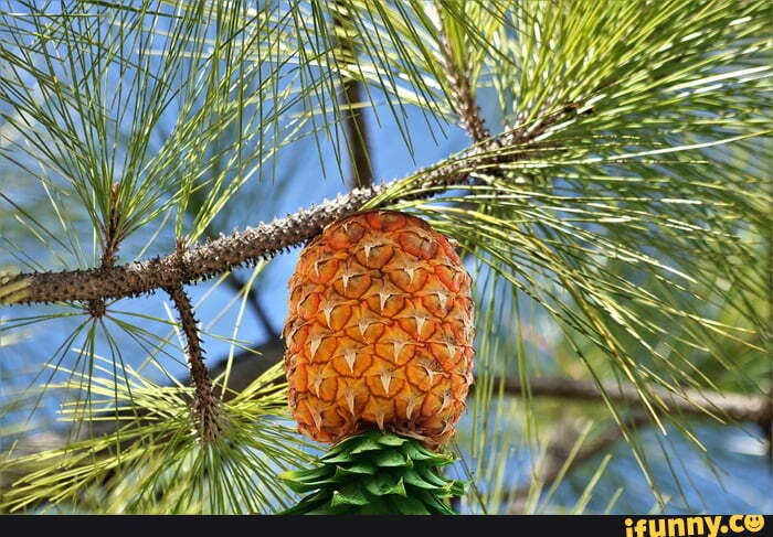 Pine_tree memes. Best Collection of funny Pine_tree pictures on iFunny