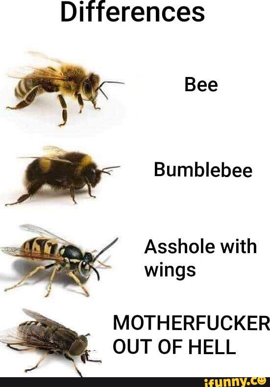 Bumblebee memes. Best Collection of funny Bumblebee pictures on iFunny