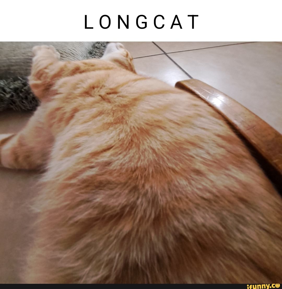 Longcat memes. Best Collection of funny Longcat pictures on iFunny