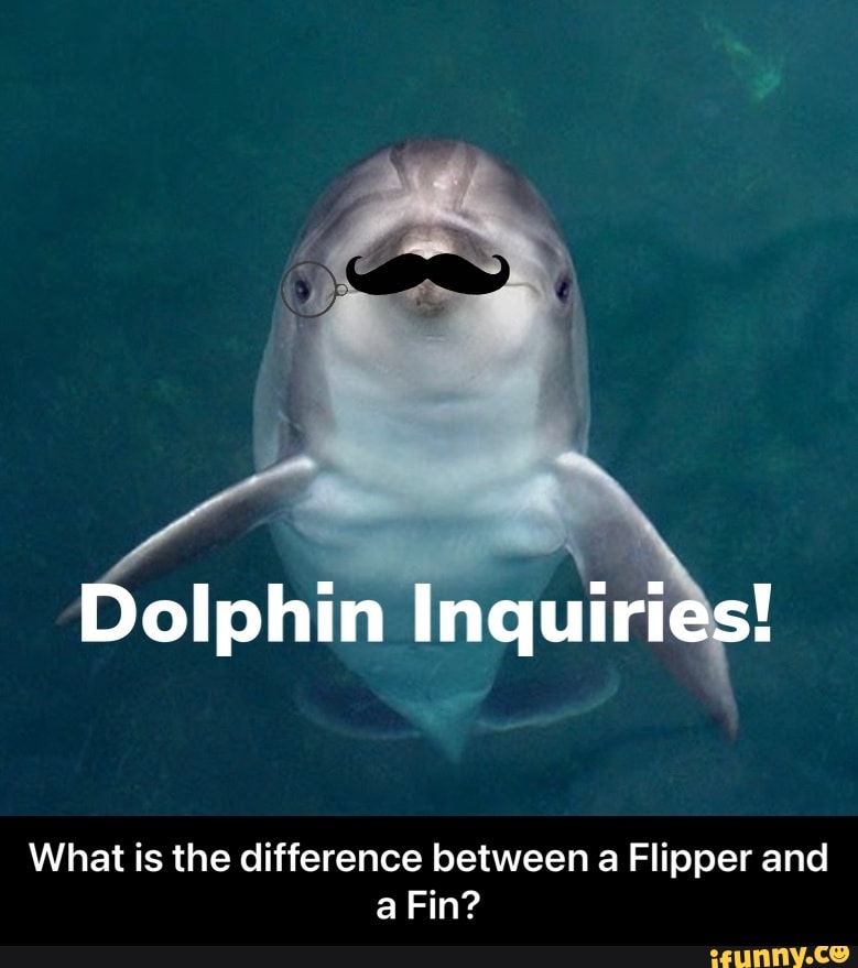 Dolphin Inquiries! What is the difference between a Flipper and a Fin ...