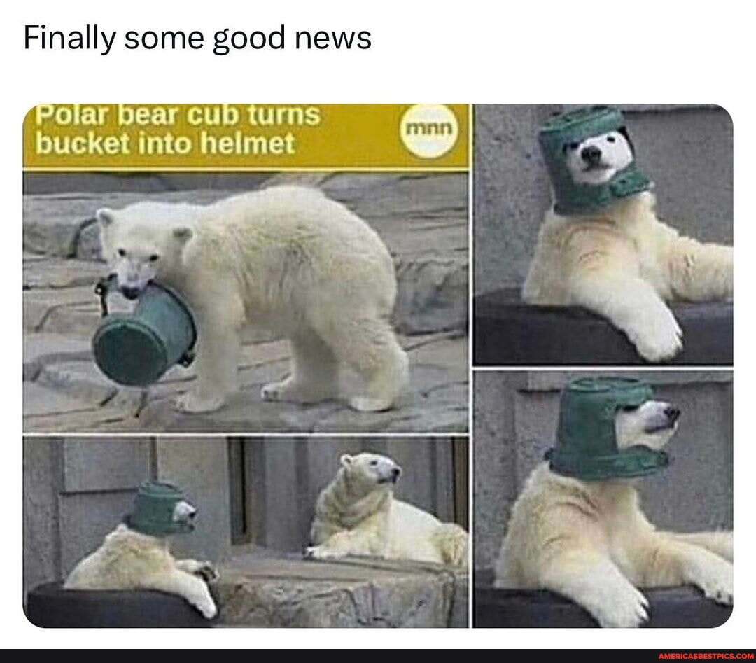 😭😂 #funny #explore #memes #viral - Finally some good news Polar bear cub turns bucket into ...