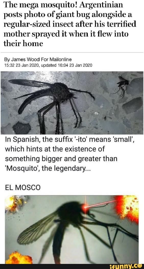 The mega mosquito! Argentinian posts photo of giant bug alongside a ...
