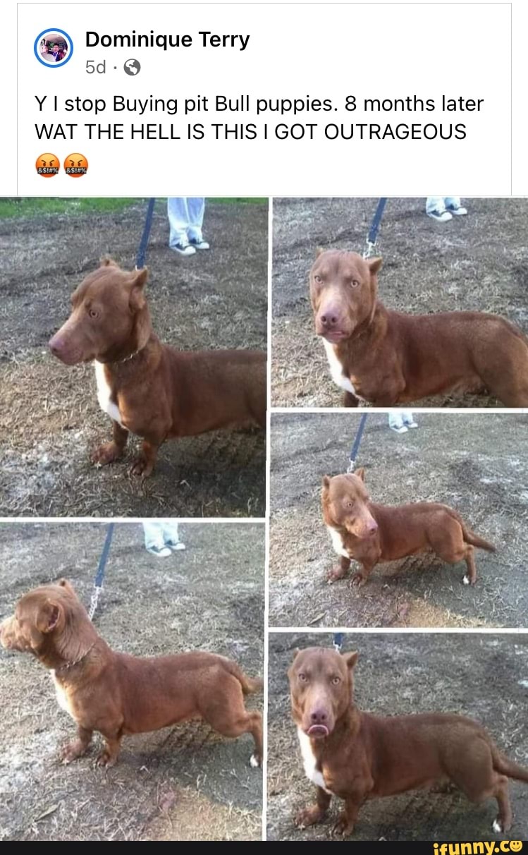Dominique Terry Y stop Buying pit Bull puppies. 8 months later WAT THE ...