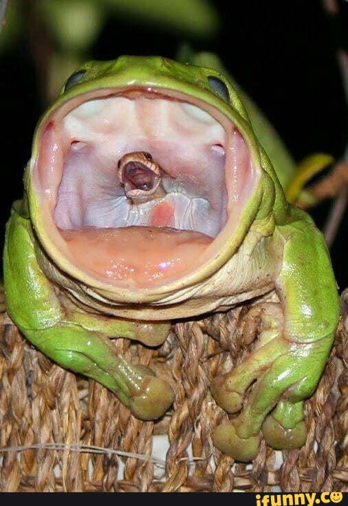 Australian_green_tree_frog memes. Best Collection of funny Australian ...