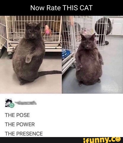 Now Rate THIS CAT THE POSE THE POWER THE PRESENCE - iFunny