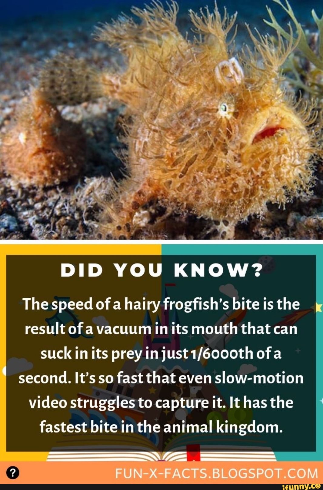 DID YOU KNOW? The speed of a hairy frogfish's bite is the result of a ...