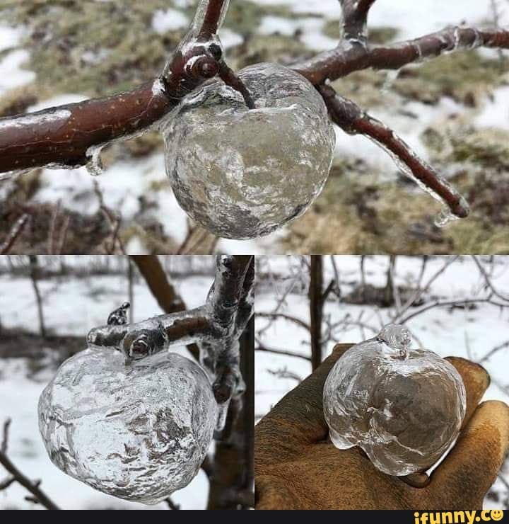 'GHOST APPLES' : These really look as if they are made of crystal! A ...