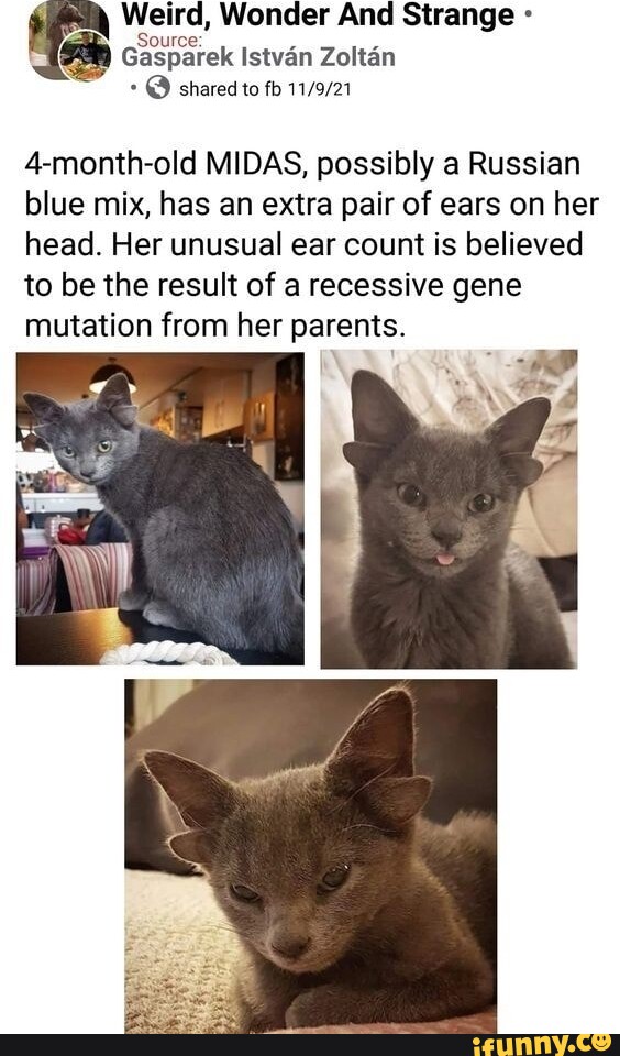 Zoltan memes. Best Collection of funny Zoltan pictures on iFunny