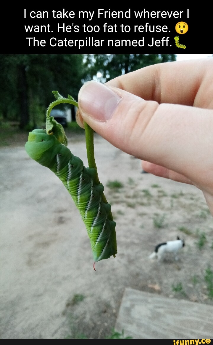 Caterpillar memes. Best Collection of funny Caterpillar pictures on iFunny