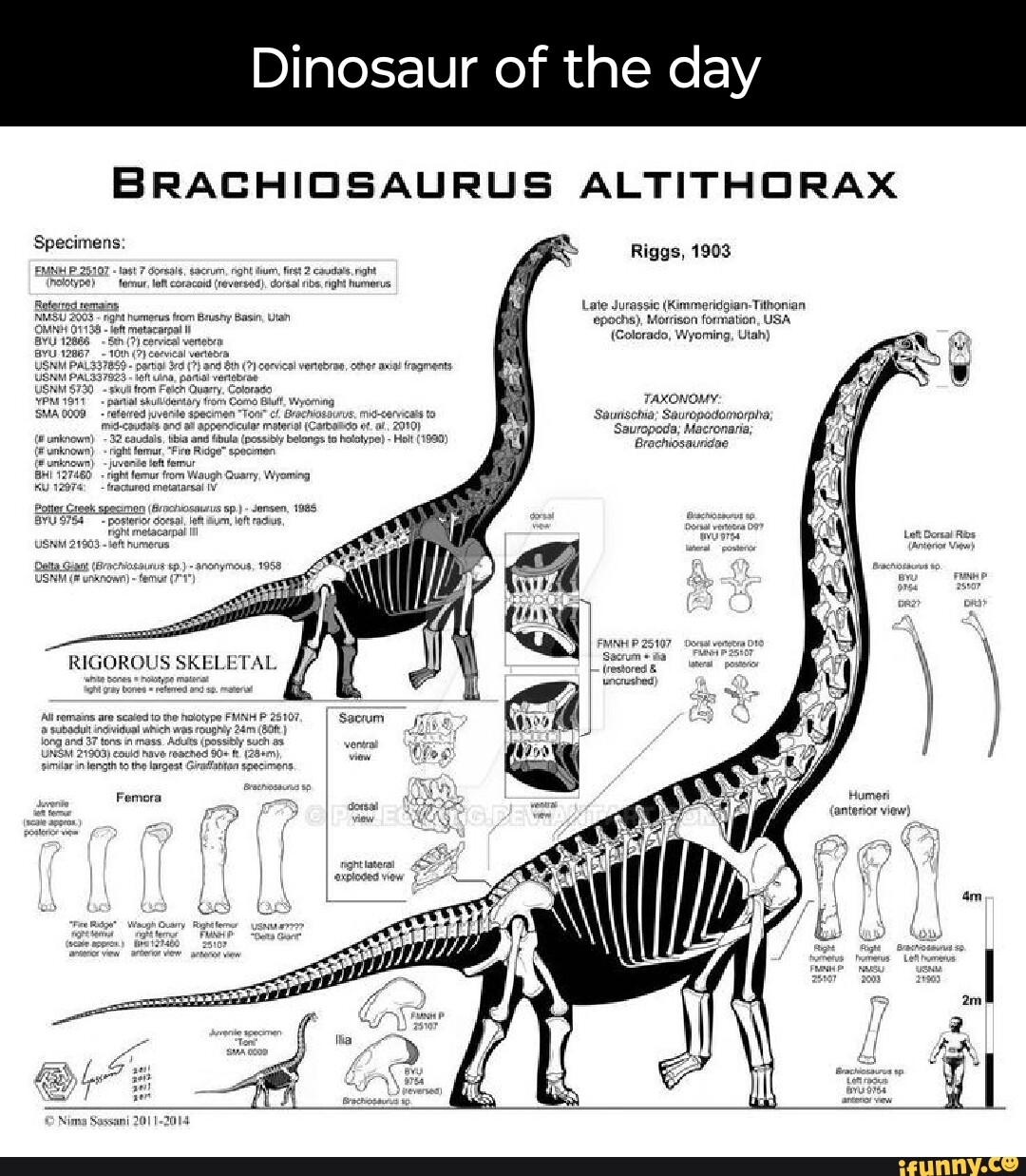 Dinosaur of the day BRACHIOSAURUS ALTITHORAX Riggs, 1903 Specimens ...