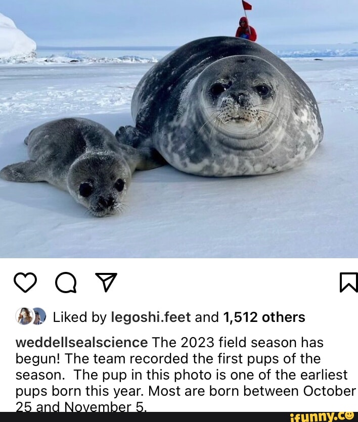 Legoshi memes. Best Collection of funny Legoshi pictures on iFunny