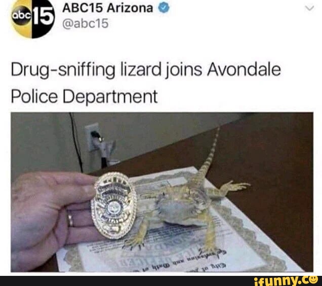 Drug-sniffing lizard joins Avondale Police Department - iFunny
