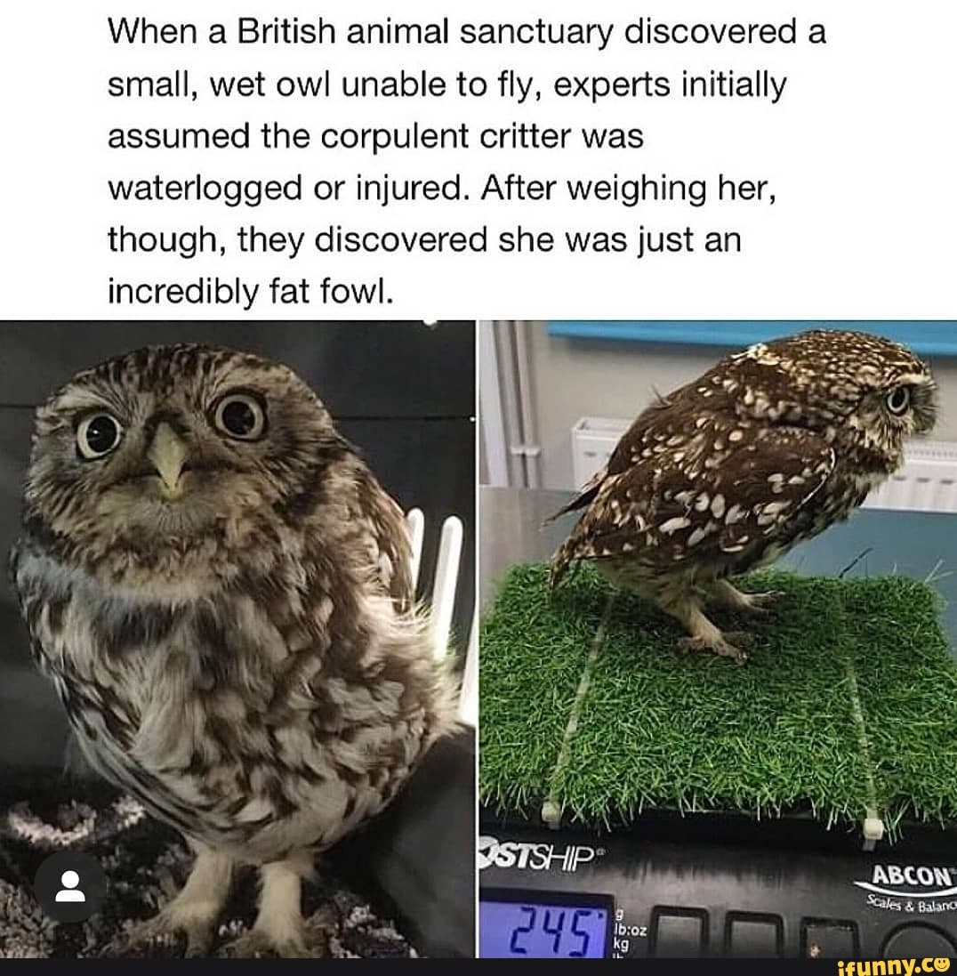 When a British animal sanctuary discovered a small, wet owl unable to ...