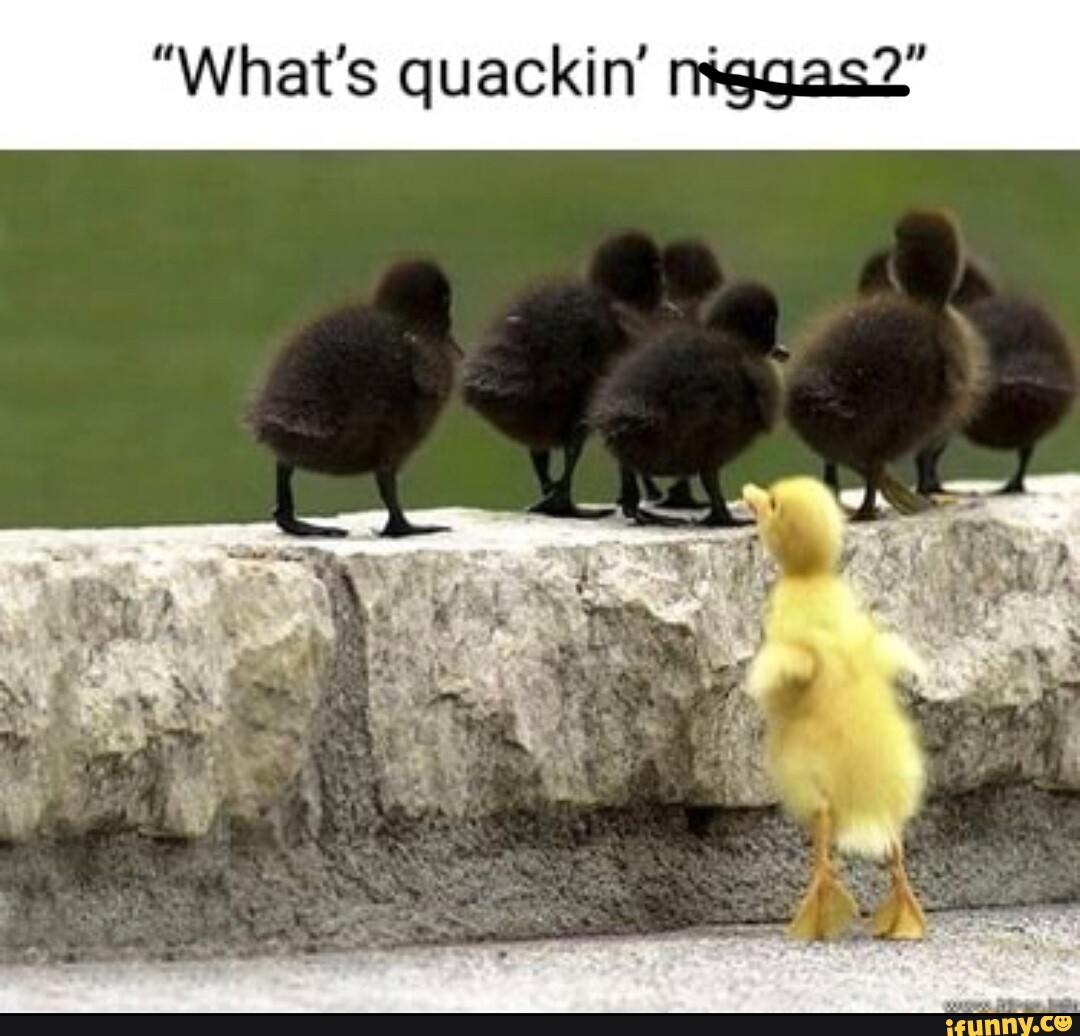 Quackin memes. Best Collection of funny Quackin pictures on iFunny