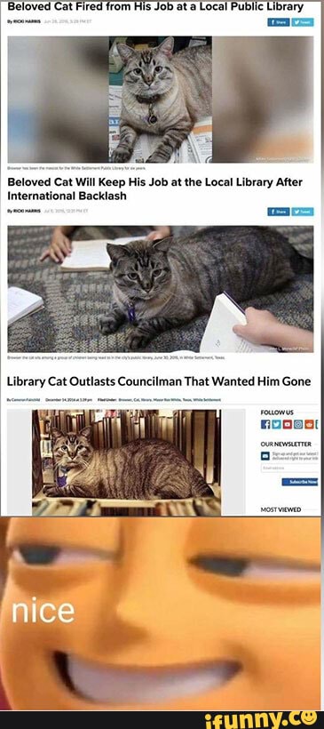 Feline karma - Beloved Cat Will Keep His Job at the Local Library After ...
