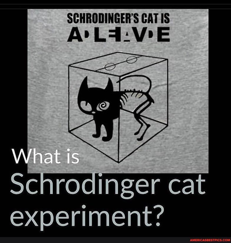SCHRODINGER'S CAT IS What is Schrodinger cat experiment? - America’s ...