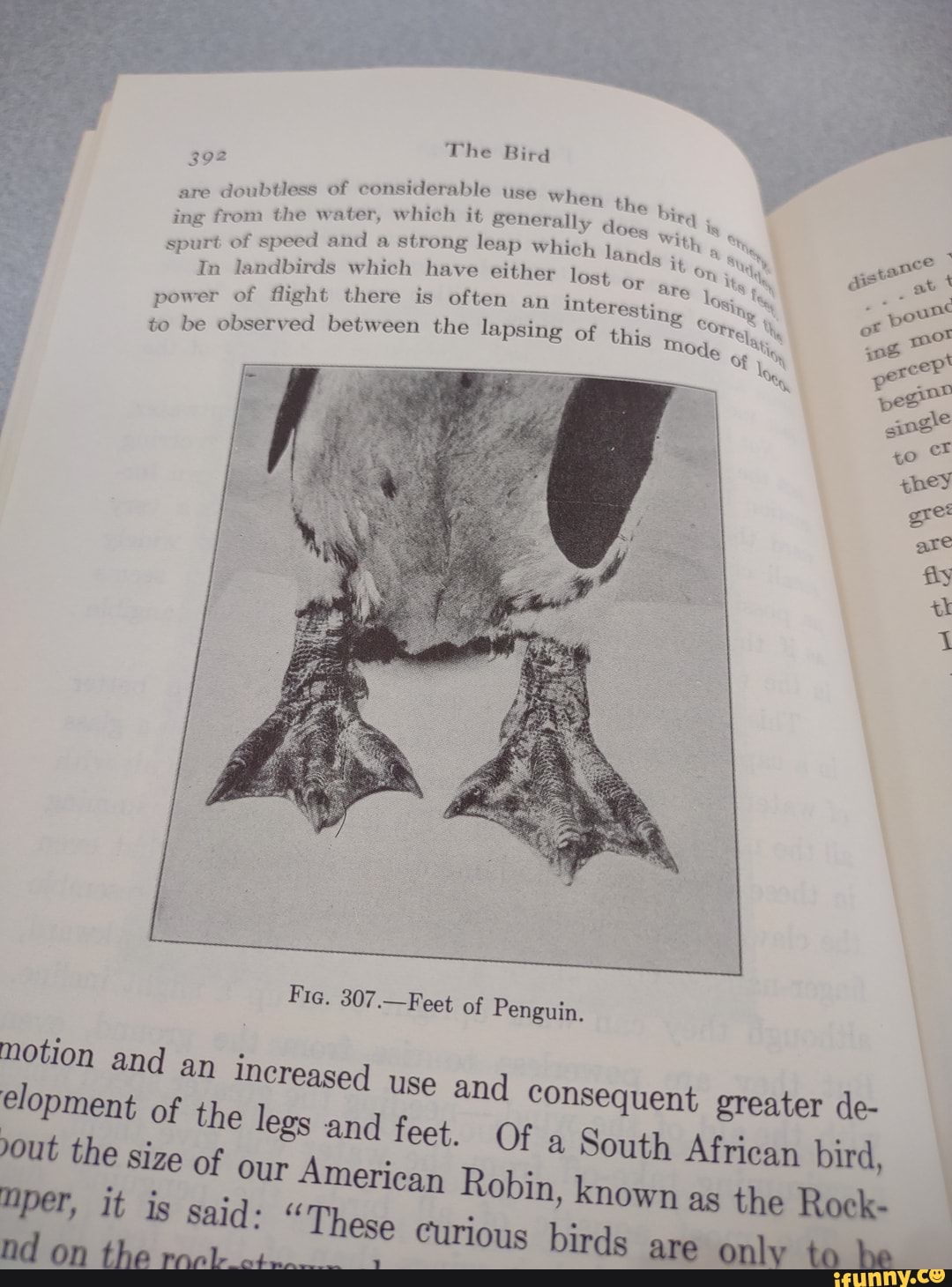 Jandbirds memes. Best Collection of funny Jandbirds pictures on iFunny