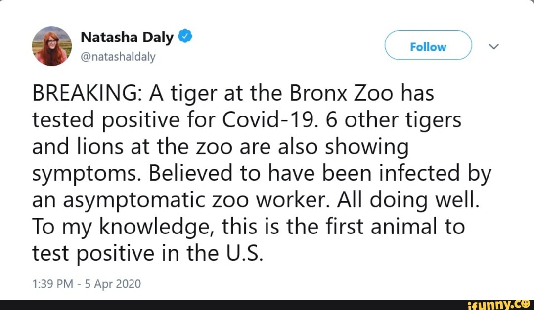 BREAKING: A tiger at the Bronx Zoo has tested positive for Covid-19. 6 ...