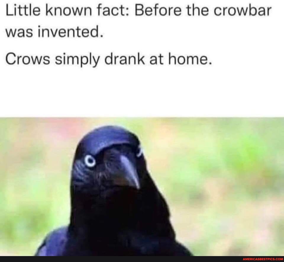Little known fact: Before the crowbar was invented. Crows simply drank ...
