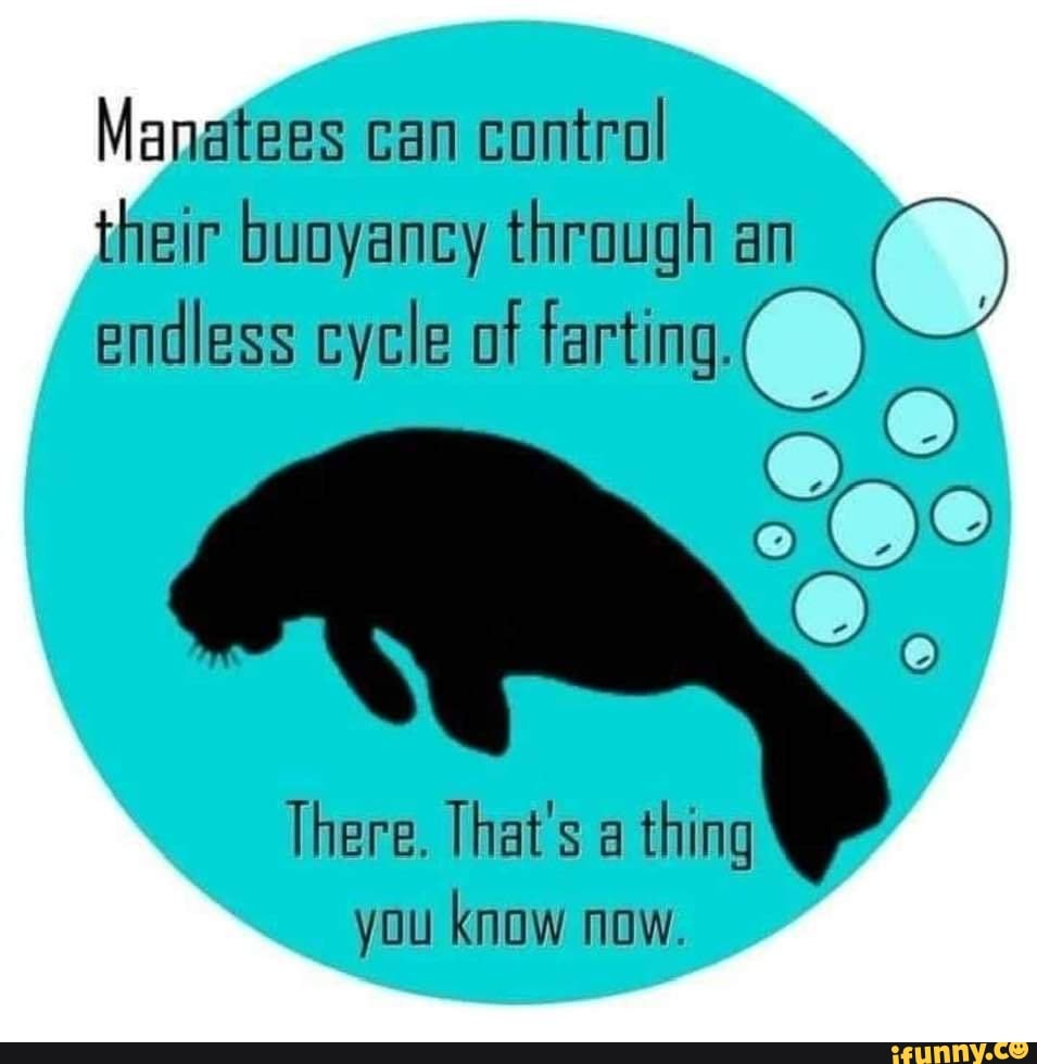 Manatees can control their buoyancy endless cycle through of farting ...