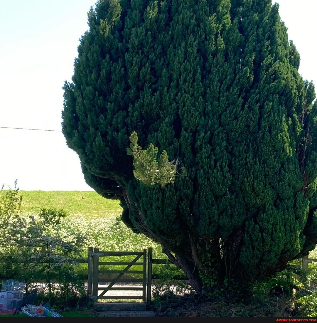 This tree is in our front garden 😬 - how rude! . #nature #rudenature ...
