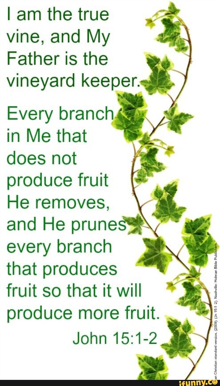 I am the true vine, and My Father is the vineyard keeper. Every branch ...