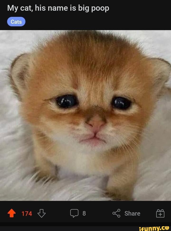 My cat, his name is big poop Share - iFunny