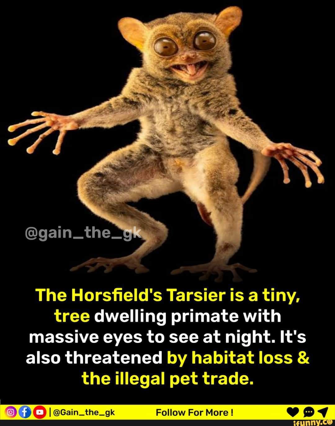 Did you know . . Dm for credits - @gain The Horsfield's Tarsier is a ...