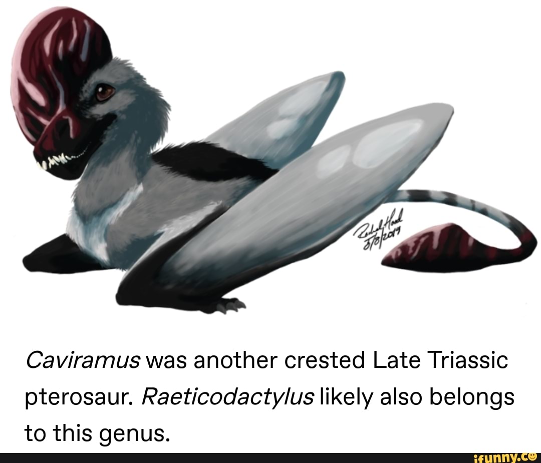 Caviramus was another crested Late Triassic pterosaur. Raeticodacty/us ...