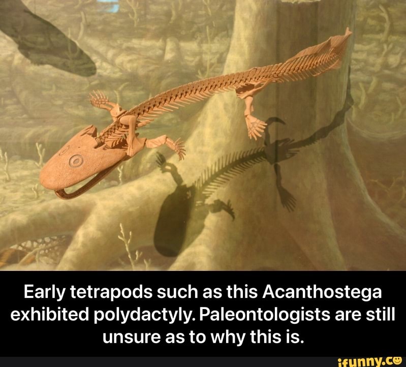 Acanthostega Skeleton