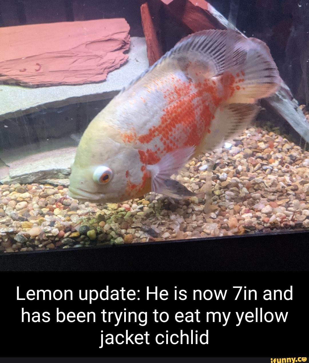 Fishkeeping memes. Best Collection of funny Fishkeeping pictures on iFunny