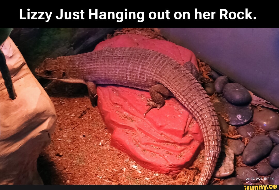 Lizard memes. Best Collection of funny Lizard pictures on iFunny