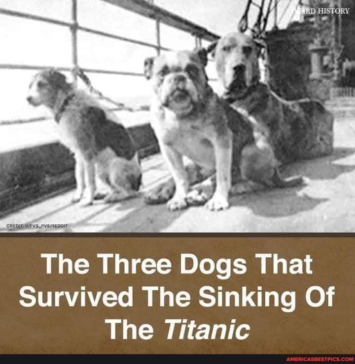 The Three Dogs That Survived The Sinking Of The Titanic - America’s ...