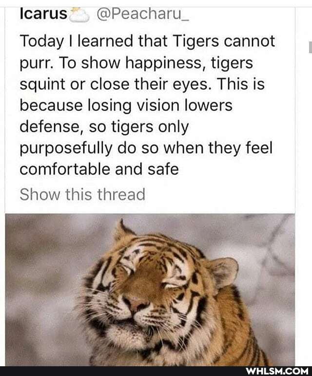 Icarus @Peacharu_ Today I learned that Tigers cannot purr. To show ...