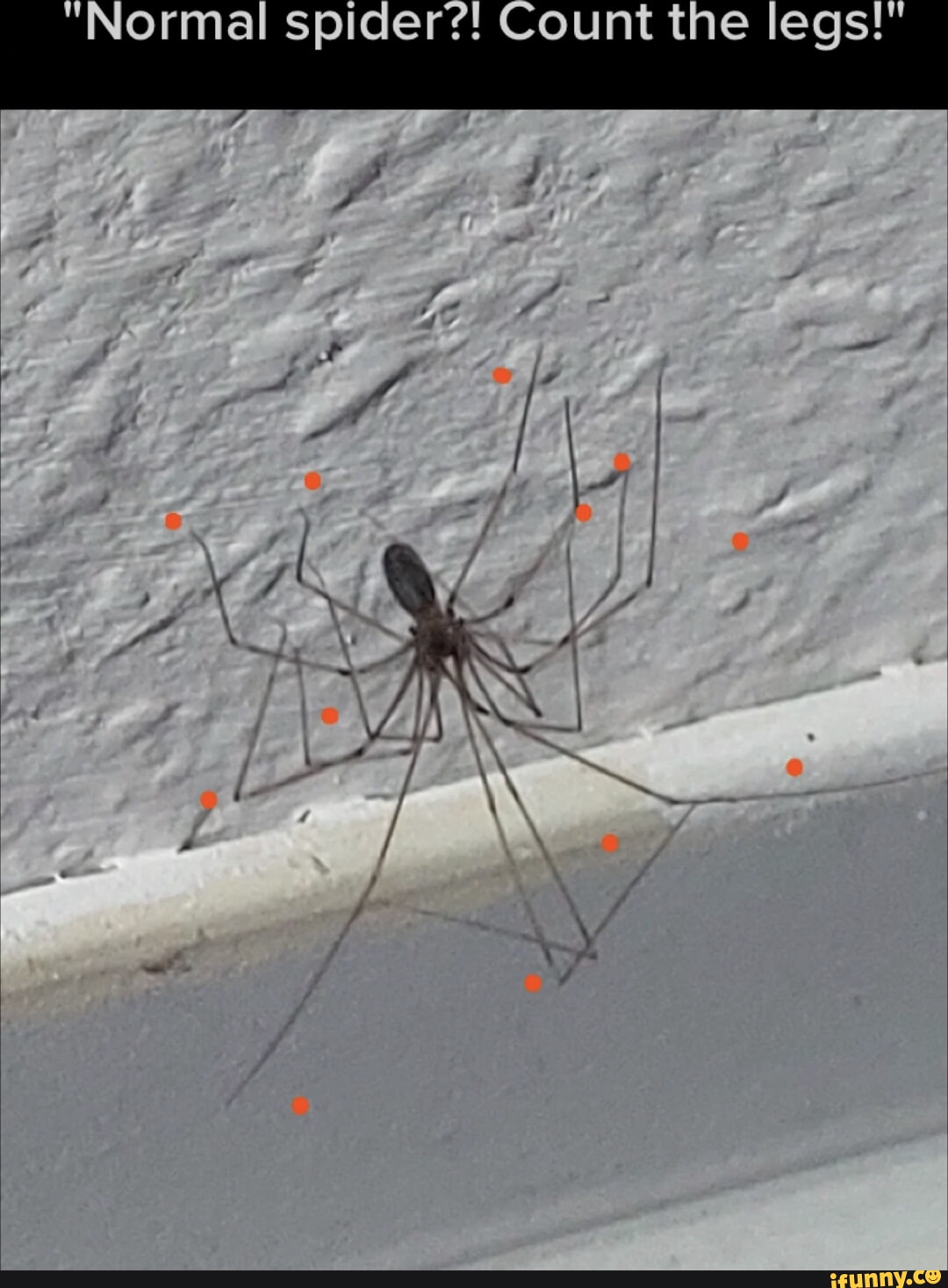 Normal spider?! Count the legs! - iFunny