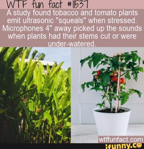 Ernst memes. Best Collection of funny Ernst pictures on iFunny