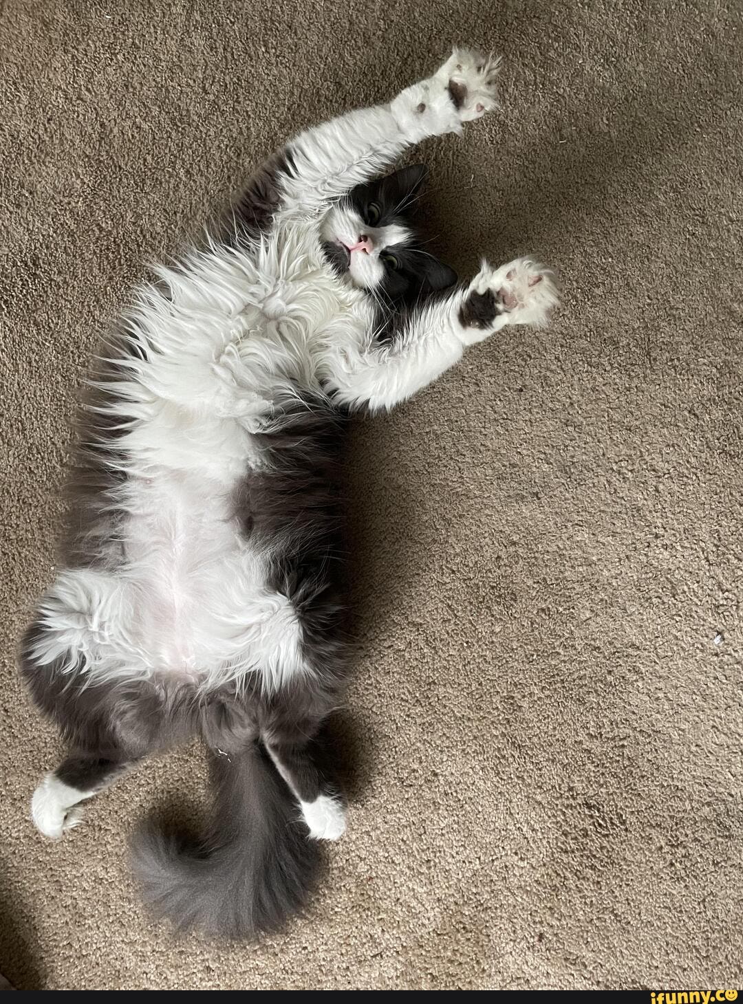 Babs memes. Best Collection of funny Babs pictures on iFunny