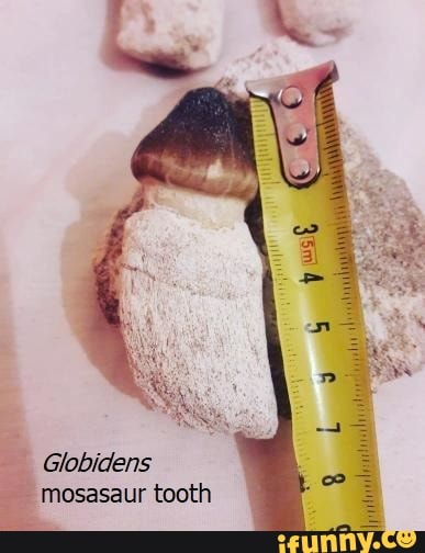 Mosasaur memes. Best Collection of funny Mosasaur pictures on iFunny