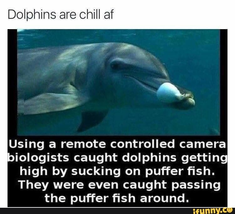 Dolphins are chill af Using a remote controlled camera biologists ...