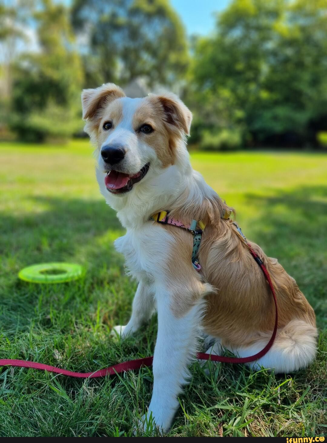 Dogs_of_imgur memes. Best Collection of funny Dogs_of_imgur pictures on ...